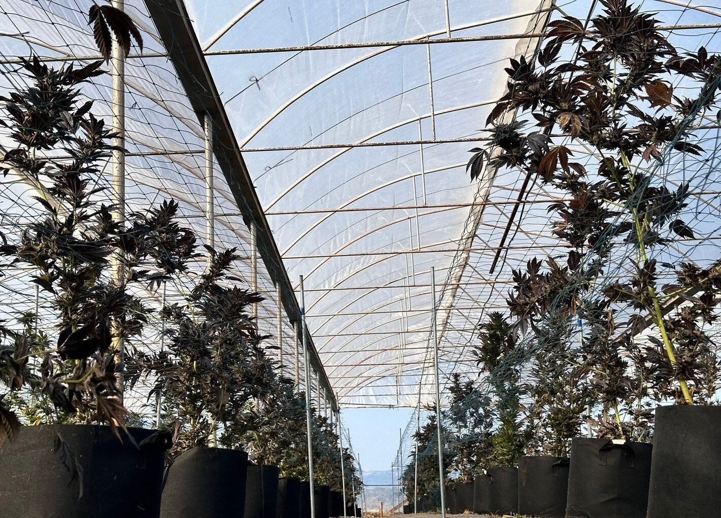 Gallery - MJB FARM Cannabis Farm Thailand