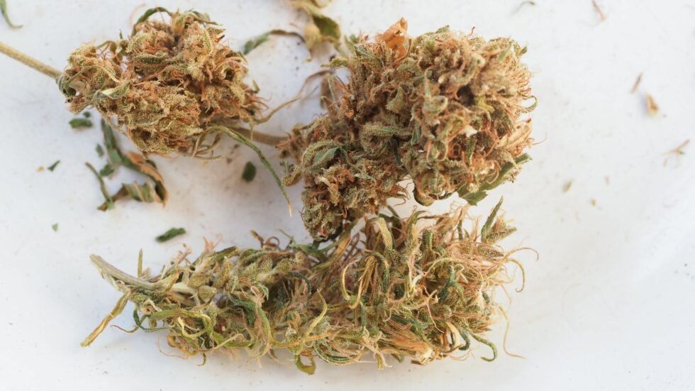 Differences Between Indica Sativa And Hybrid Strains 7430